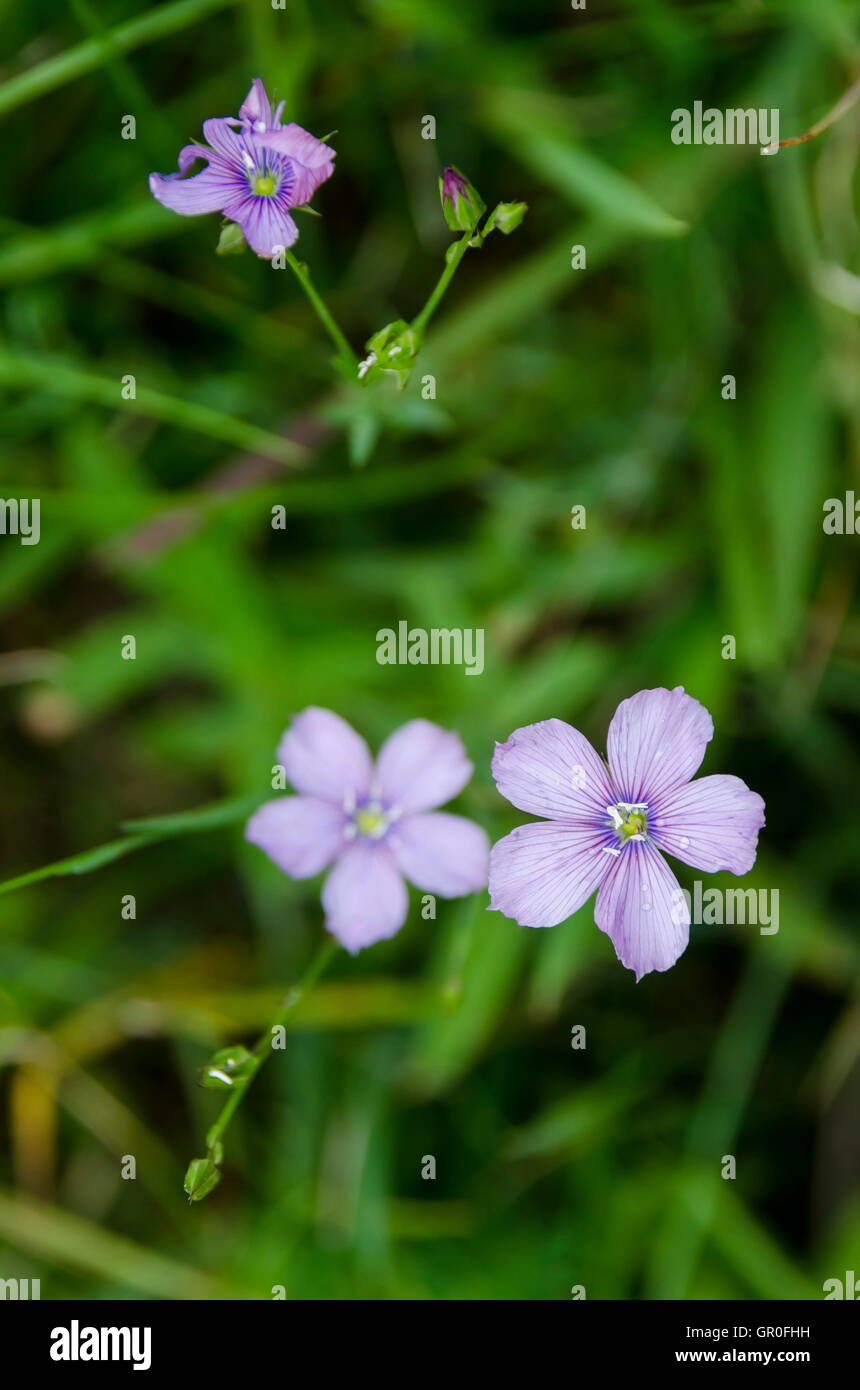 Sofia flowers hi-res stock photography and images - Alamy