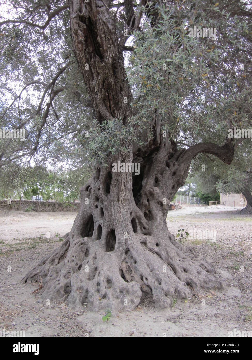 Hagia Triada (also Ayia Triada, Agia Triada, Agia Trias, Greek: [aˈʝia ...