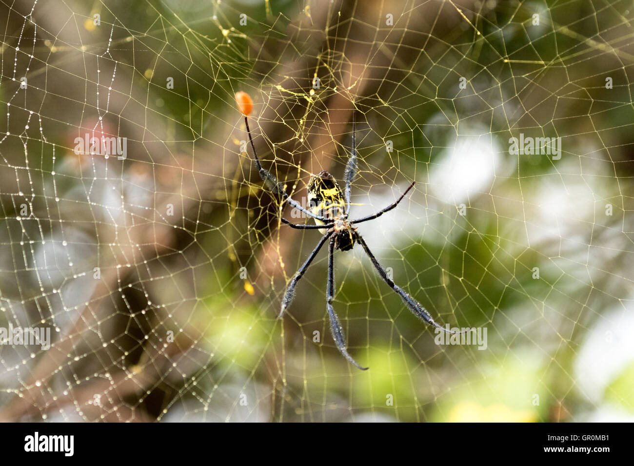 Golden Orb Web Spider (Nephila Stock Photo - Alamy