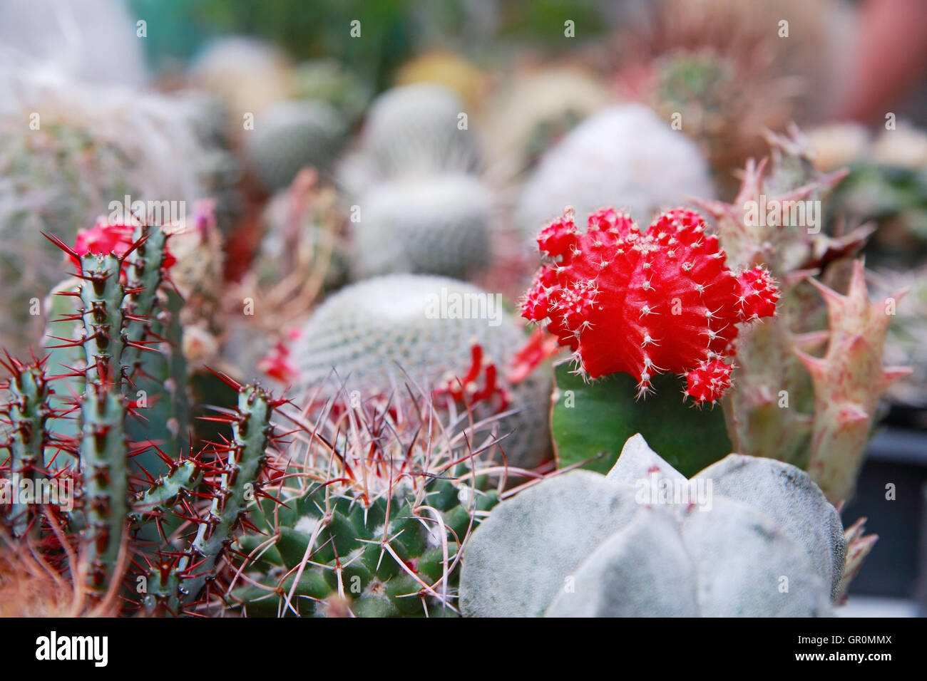 Different types of cacti stand together, close-up Stock Photo - Alamy
