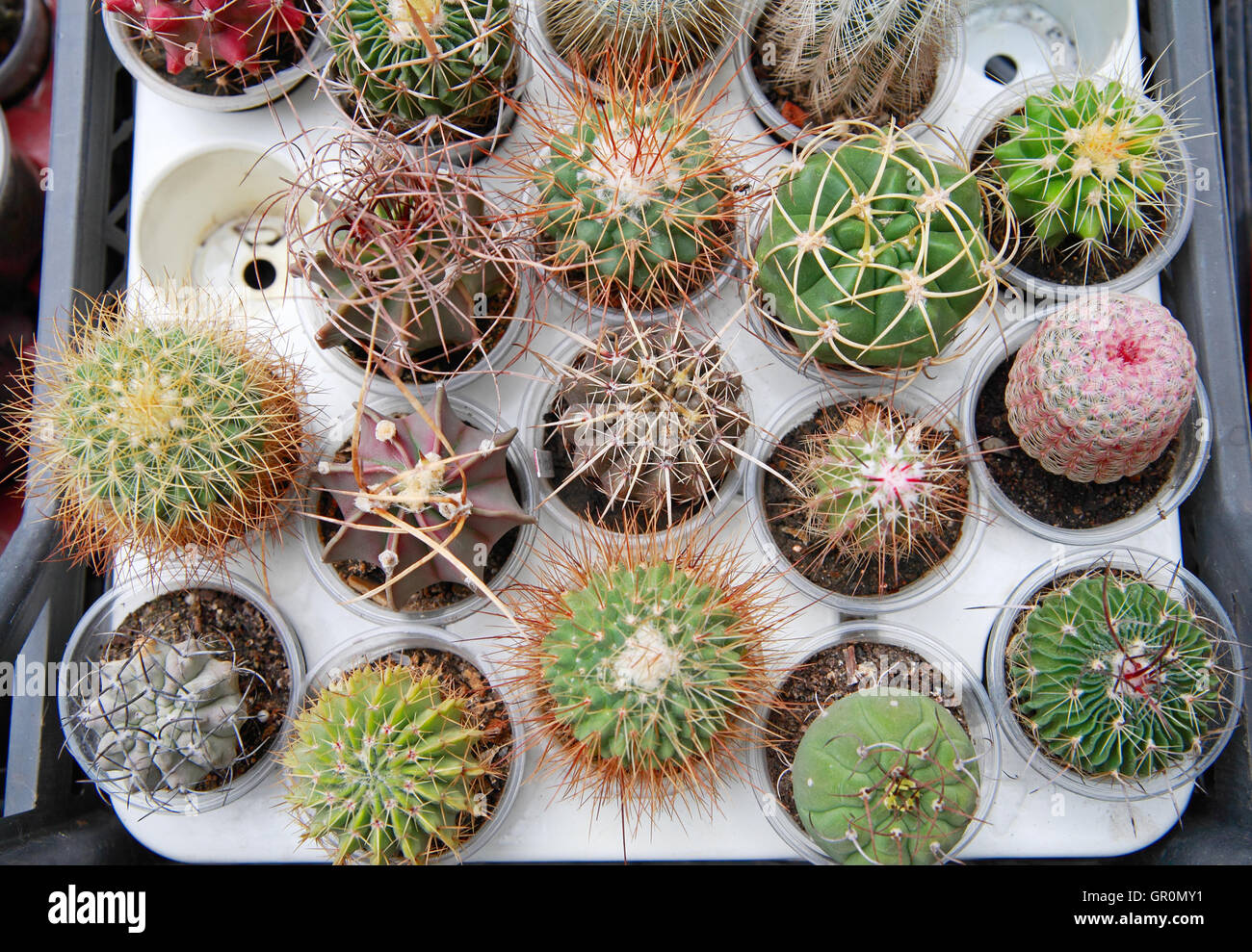 Cacti in pots, a top view Stock Photo - Alamy