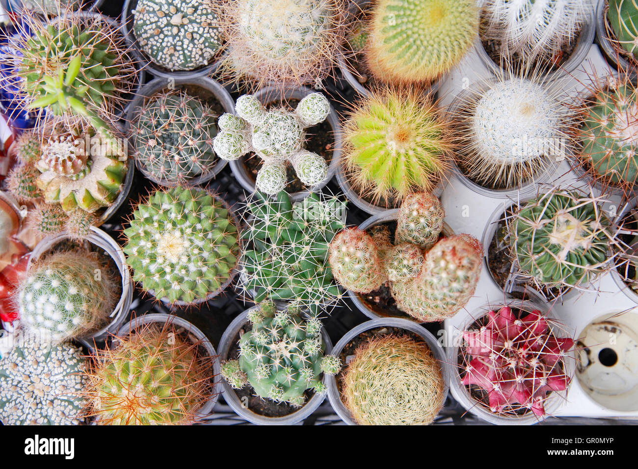 Cacti in pots hi-res stock photography and images - Alamy
