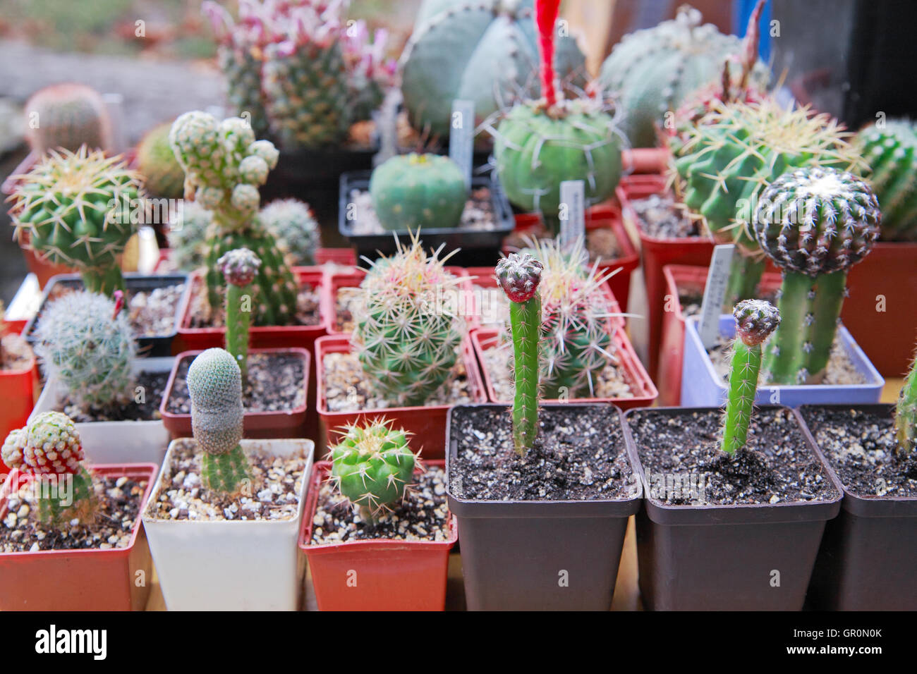 Row of cacti hi-res stock photography and images - Alamy