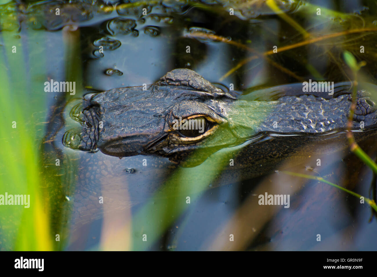 Alligator cooling off hi-res stock photography and images - Alamy