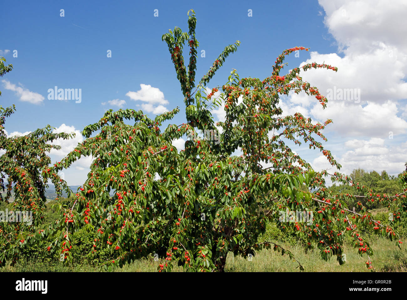 Fruit fruits tree trees hi-res stock photography and images - Alamy