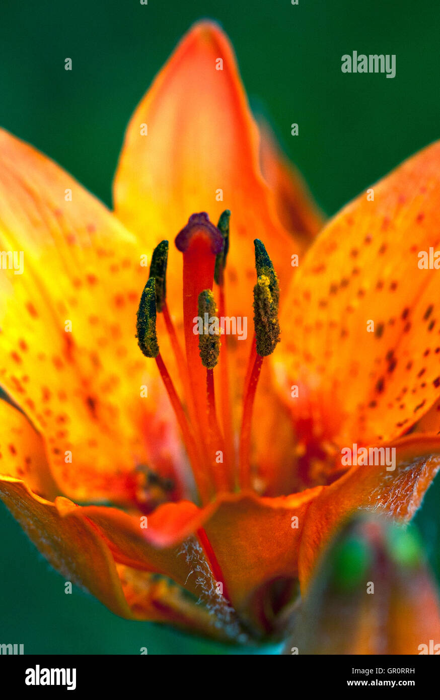 Nature of the plant hi-res stock photography and images - Alamy