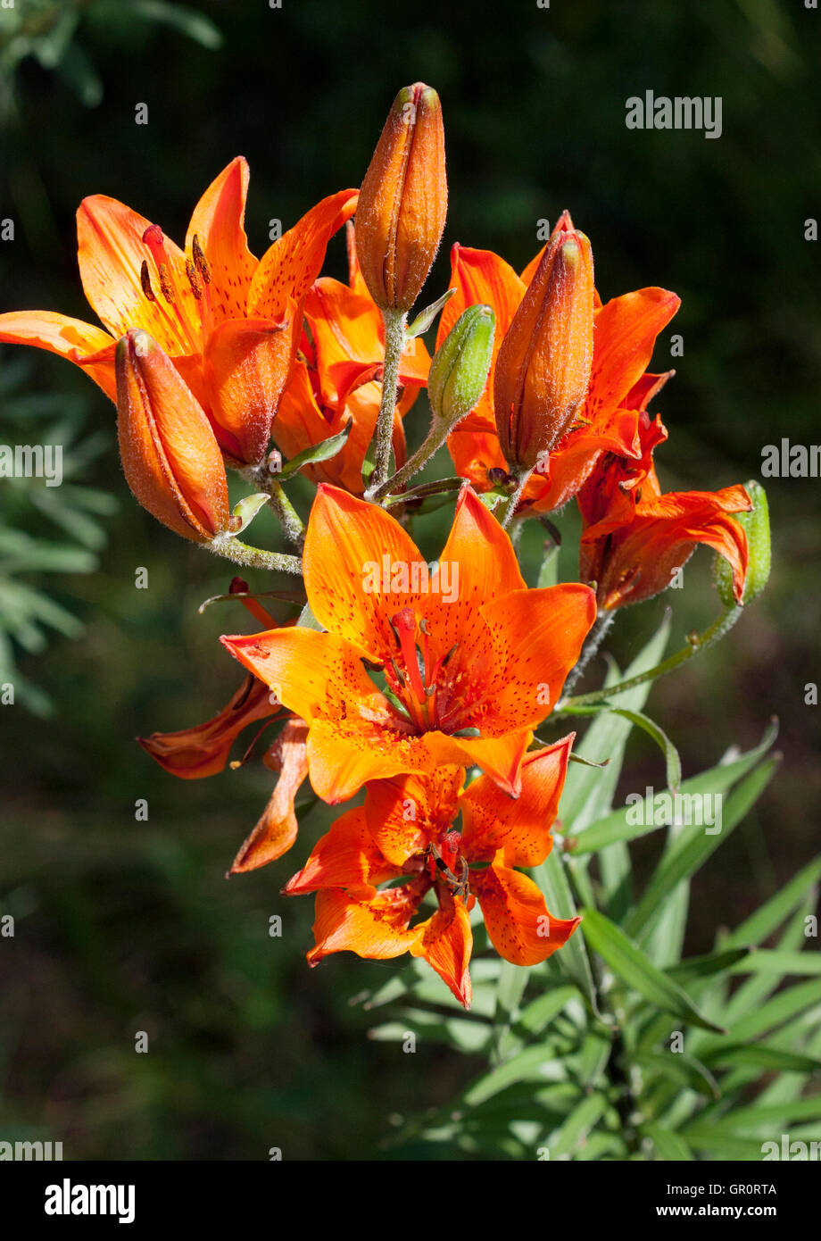 Get out into nature hi-res stock photography and images - Alamy