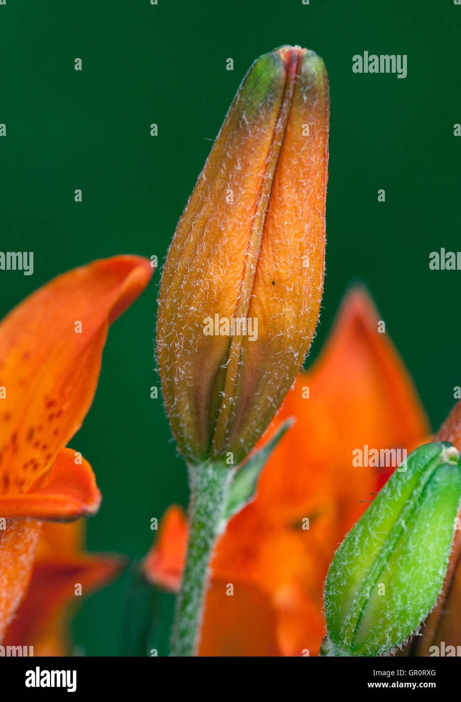 LILY but in nature Stock Photo - Alamy
