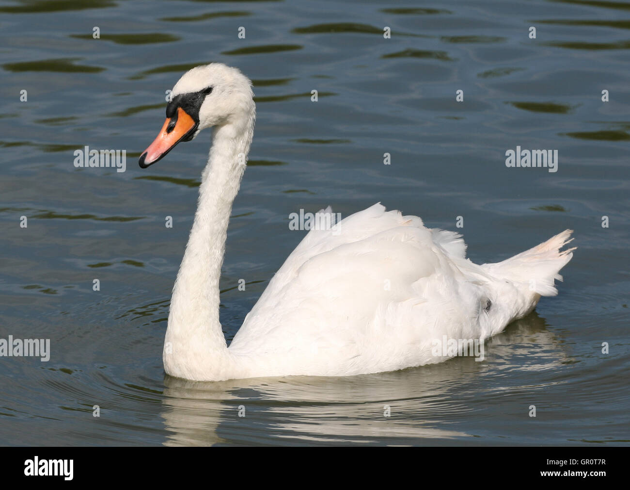 Swans at slimbridge hi-res stock photography and images - Alamy