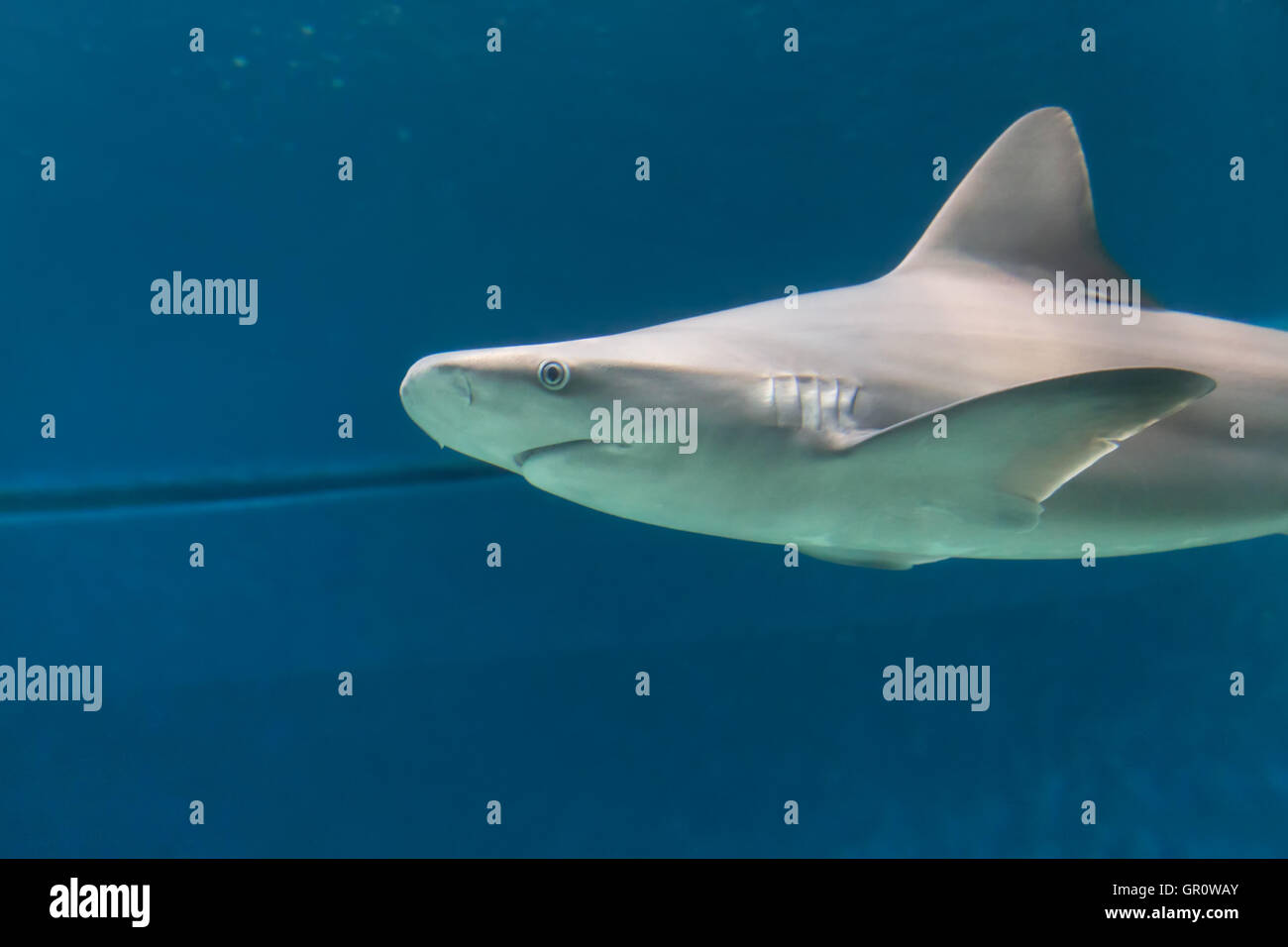 Dangerous Shark Underwater Cuba Caribbean Sea Stock Photo - Alamy
