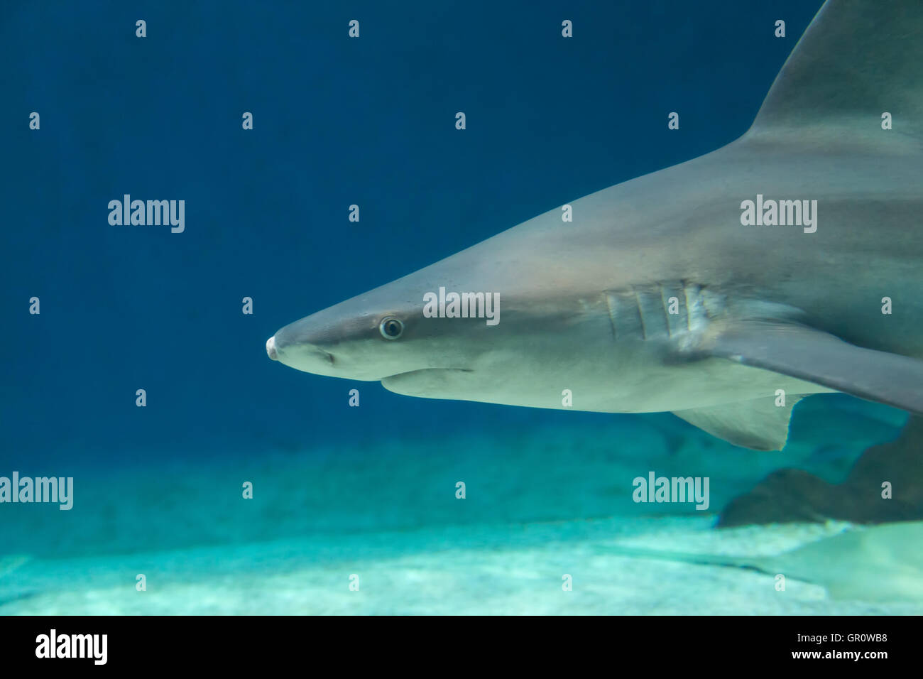 Dangerous Shark Underwater Cuba Caribbean Sea Stock Photo - Alamy