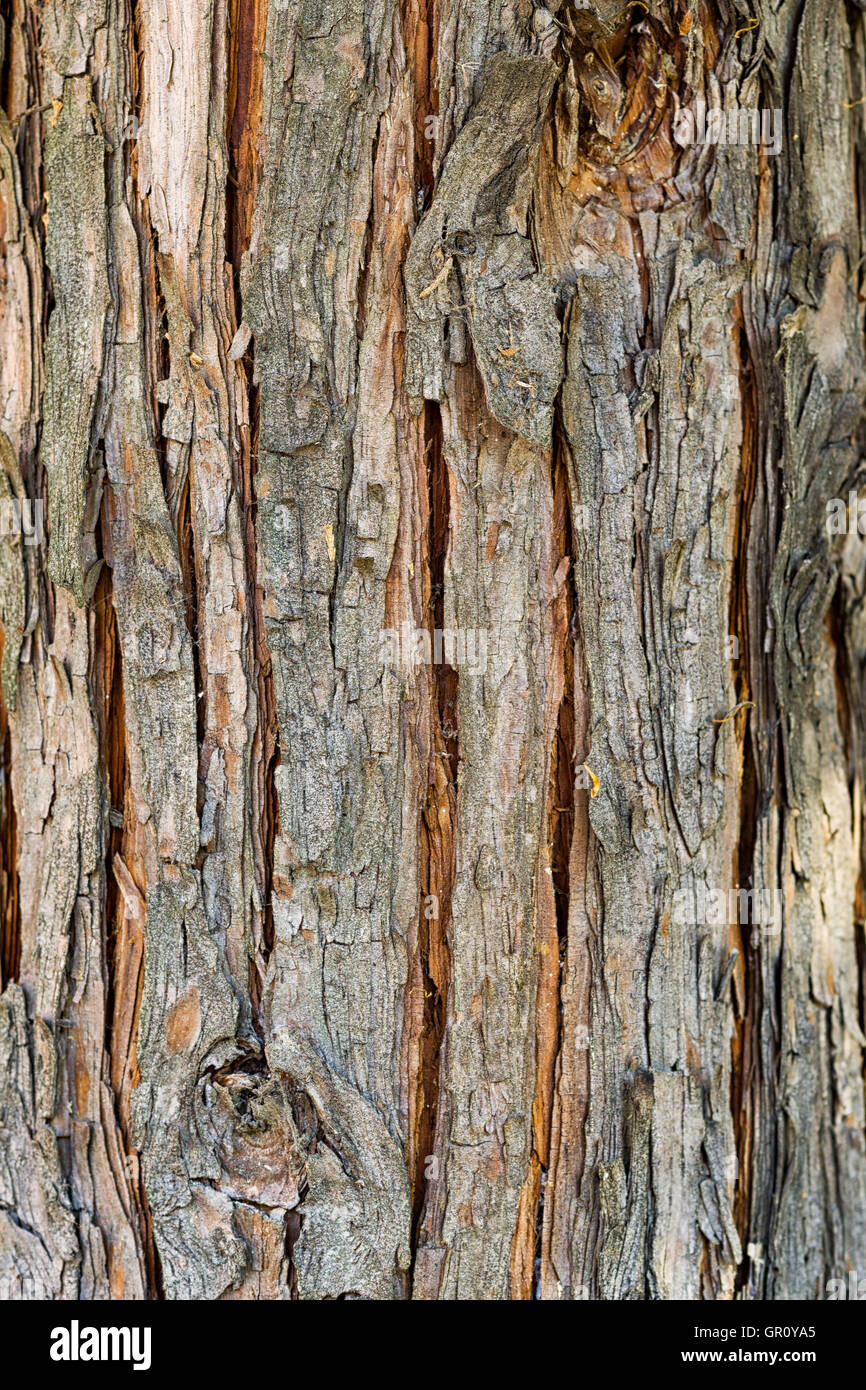 cortex tree for old rural natural background Stock Photo - Alamy
