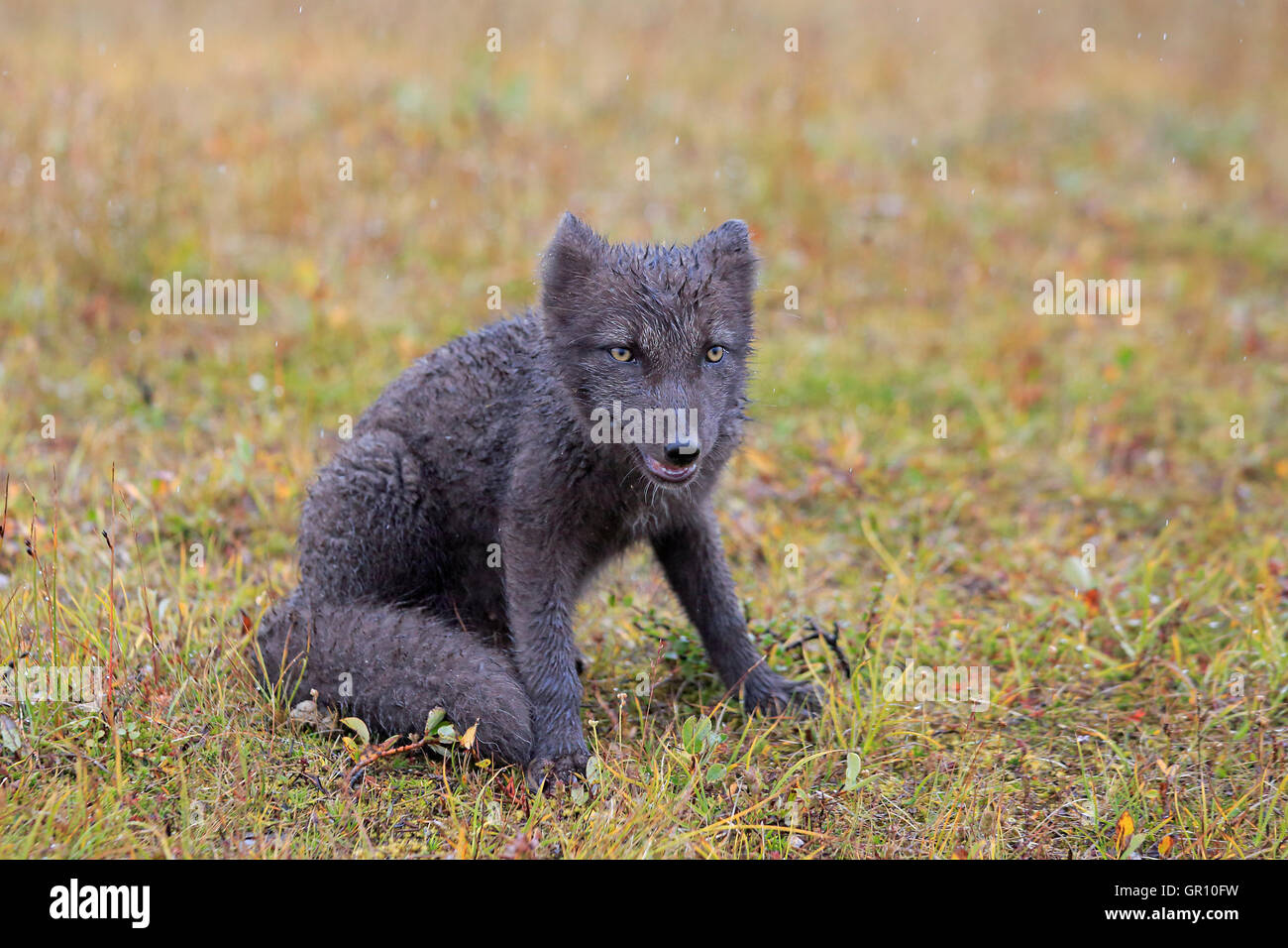 Habituated Arctic Fox cub in Iceland Stock Photo - Alamy