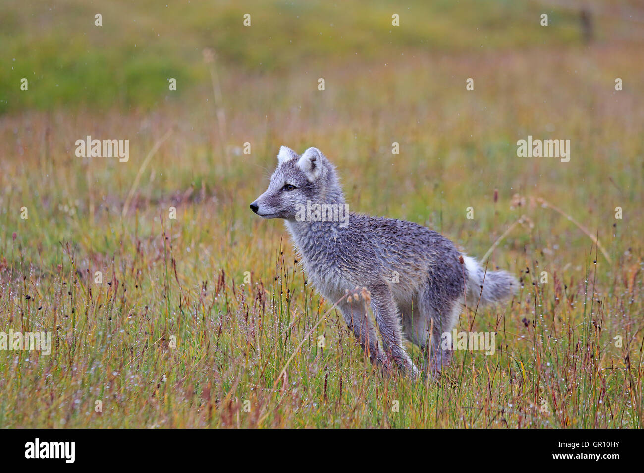 Habituated Arctic Fox cub in Iceland Stock Photo - Alamy