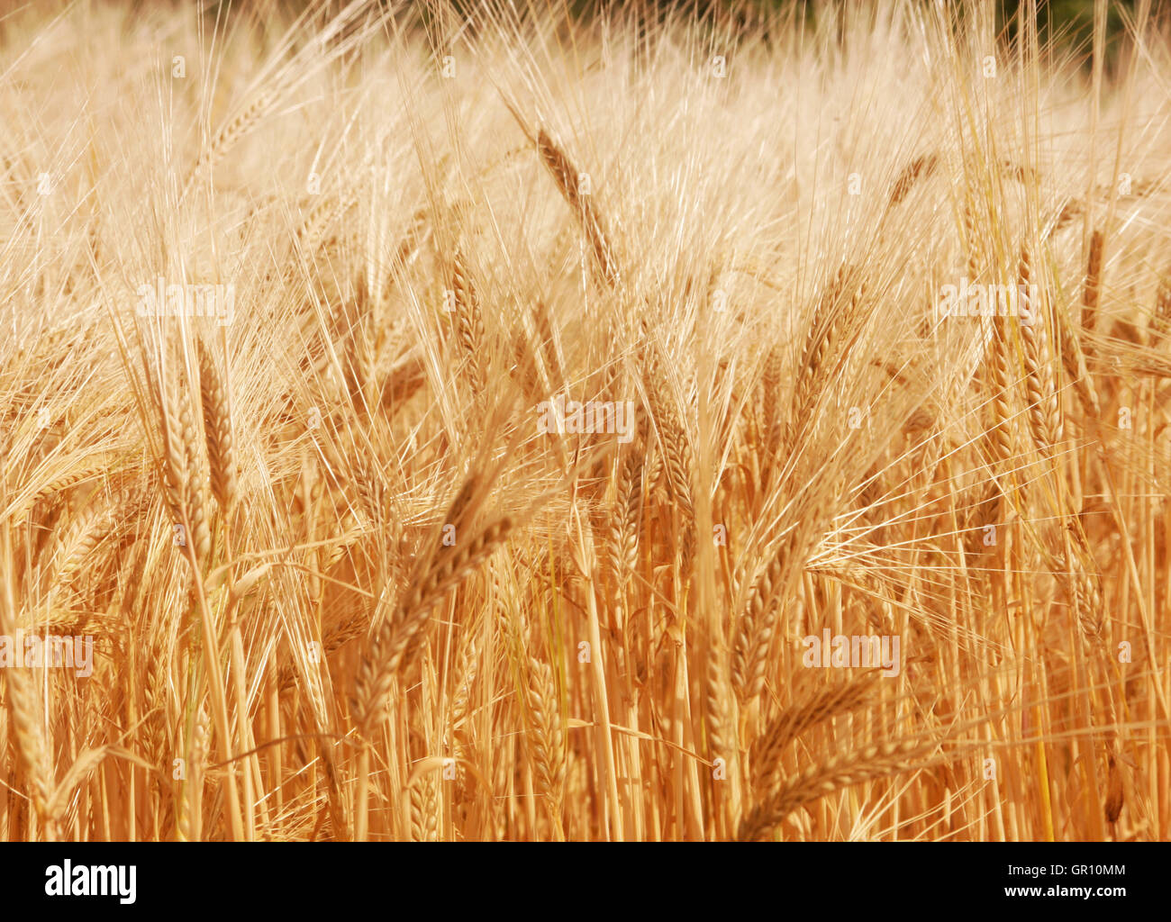 Golden barley hi-res stock photography and images - Alamy