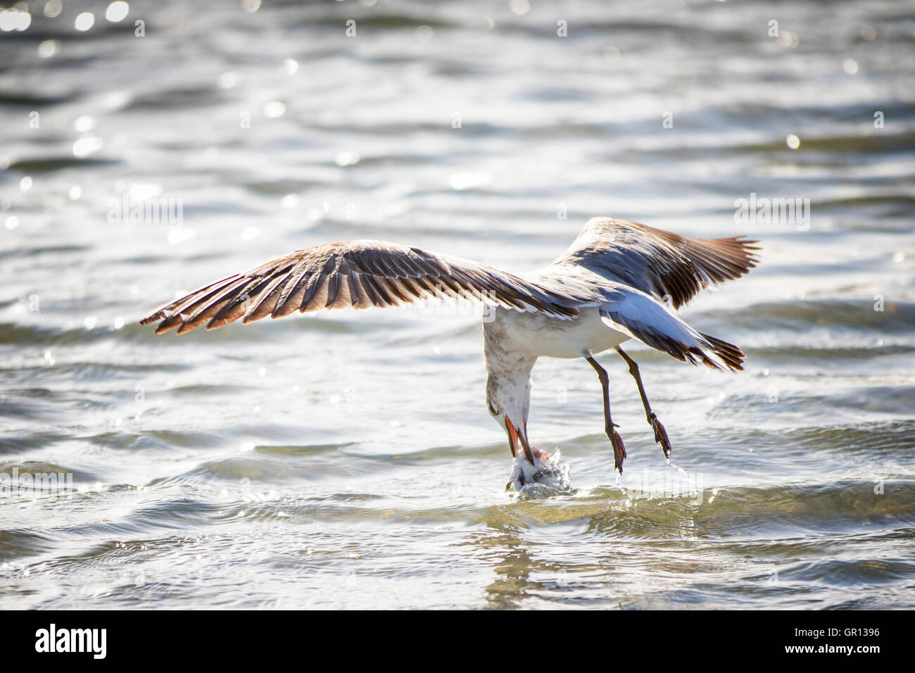 A shore bird catching a fish Stock Photo - Alamy