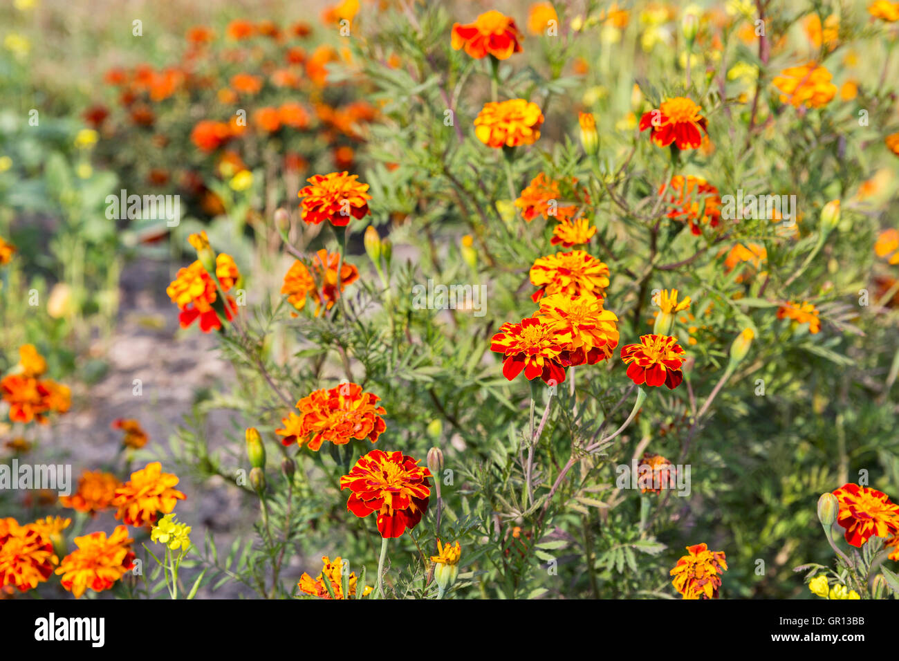 blooming marigold flowers field closeup, focus on foreground Stock ...