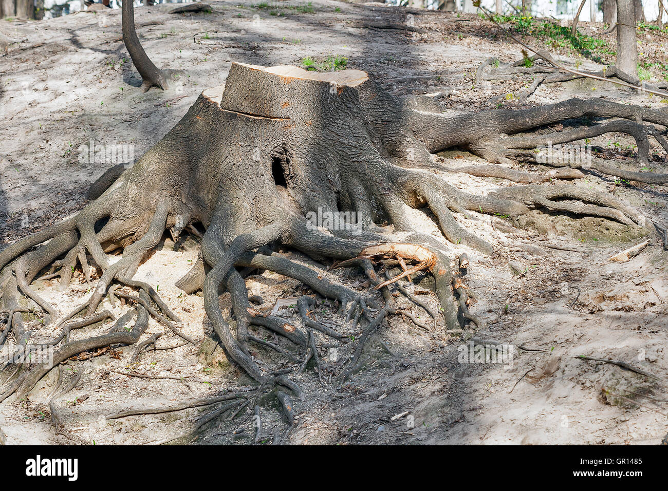 Old stump of tree in the field hi-res stock photography and images - Alamy