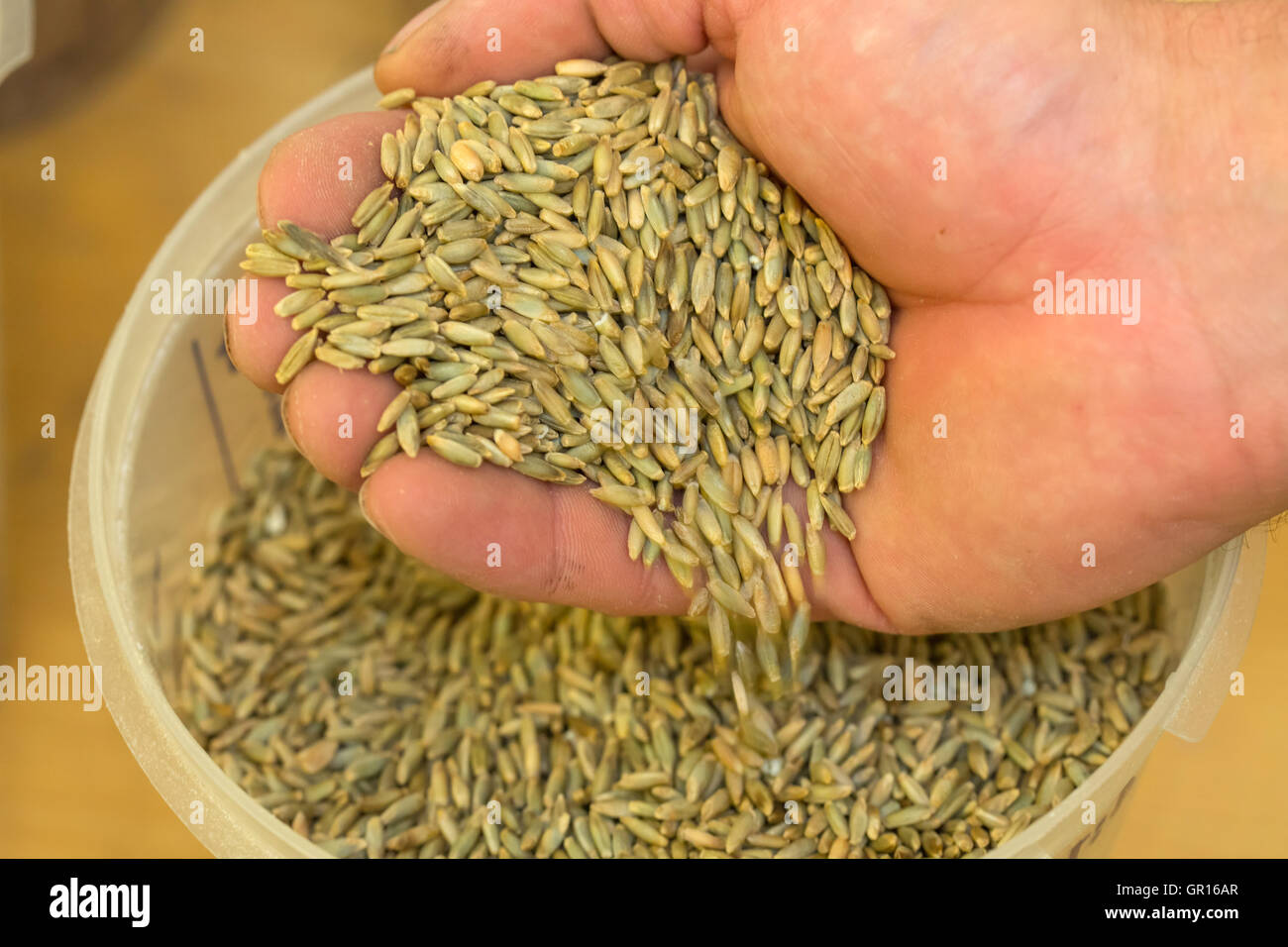Ingersleben, Germany. 5th Sep, 2016. A handful of rye at the Muehle ...