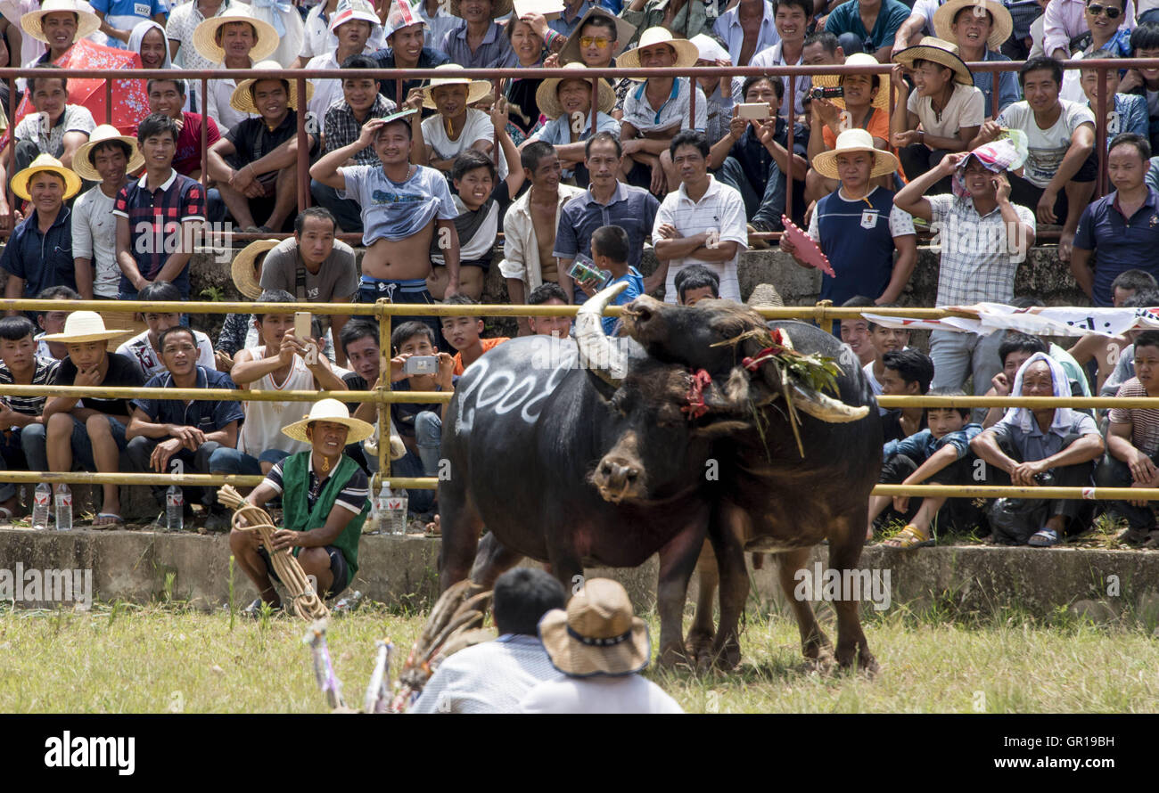 Sixty bulls from different areas of southwest ChinaÂ¡Â¯s Guizhou ...
