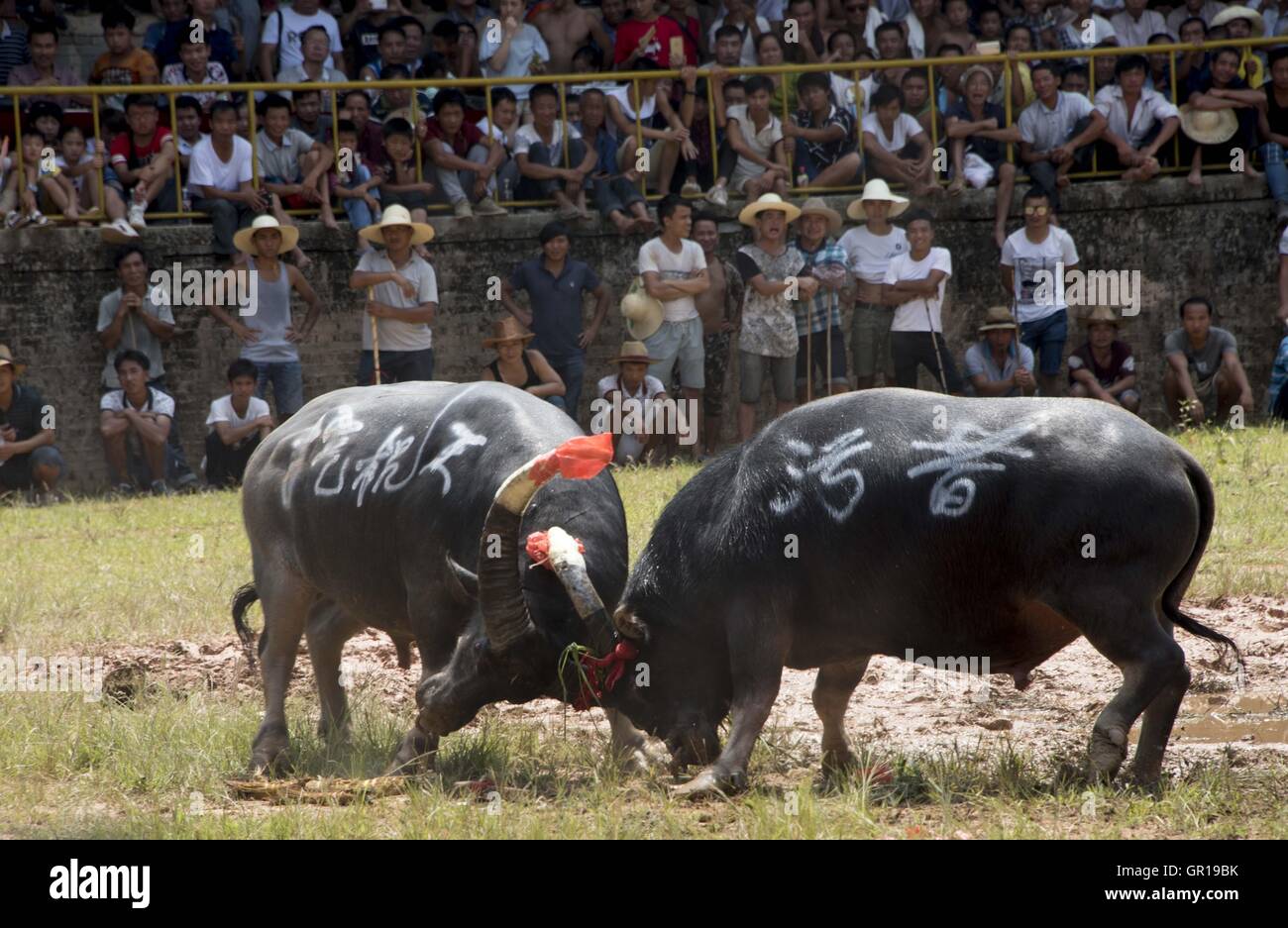 Sixty bulls from different areas of southwest ChinaÂ¡Â¯s Guizhou ...