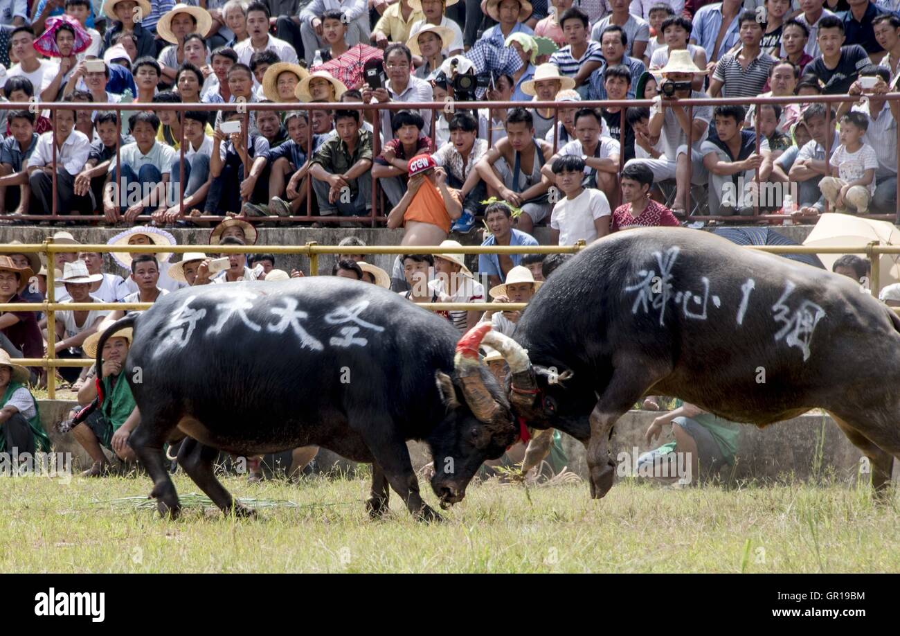 Sixty bulls from different areas of southwest ChinaÂ¡Â¯s Guizhou ...