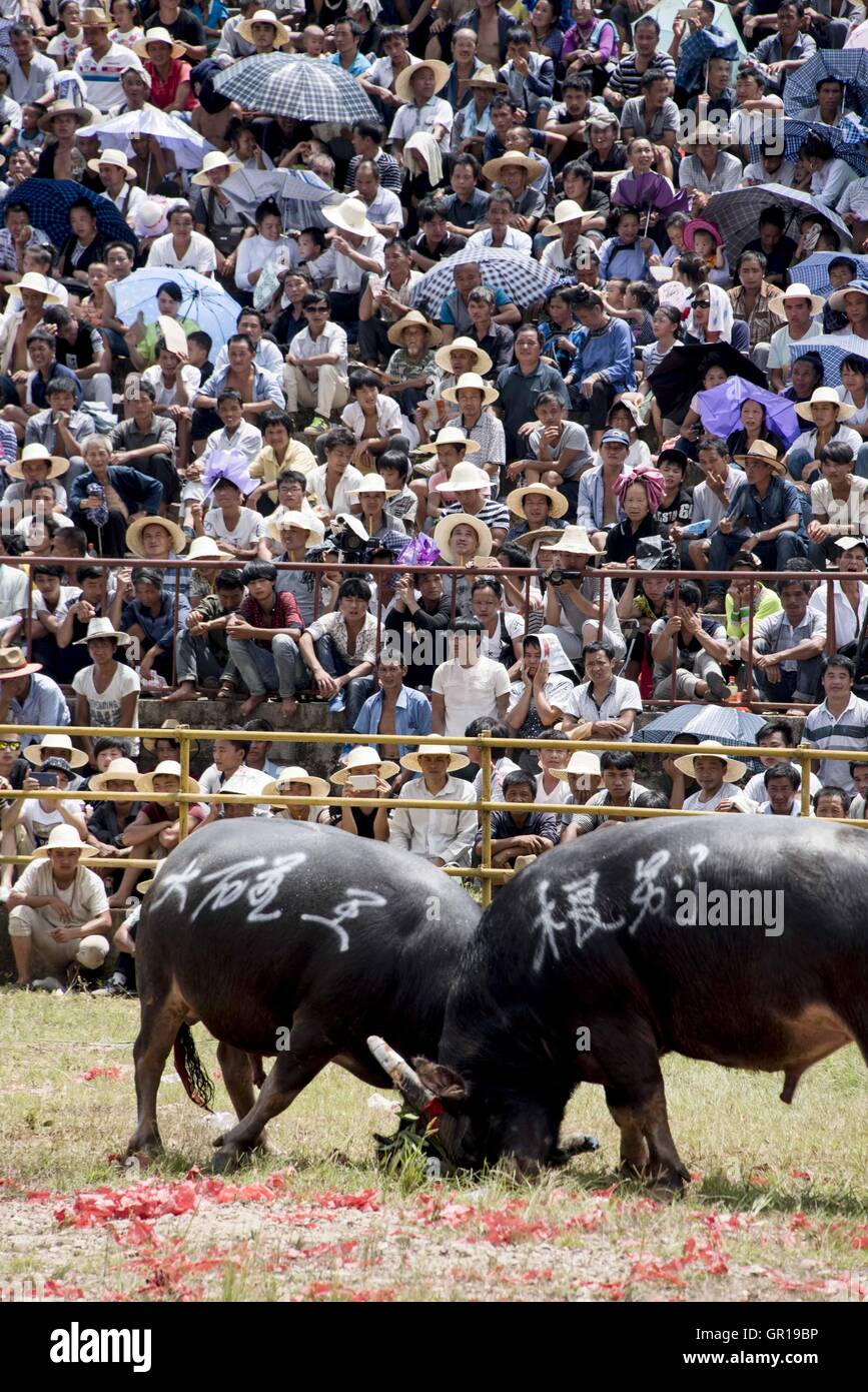 Sixty bulls from different areas of southwest ChinaÂ¡Â¯s Guizhou ...