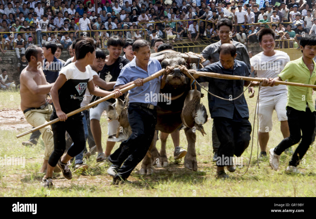 Sixty bulls from different areas of southwest ChinaÂ¡Â¯s Guizhou ...