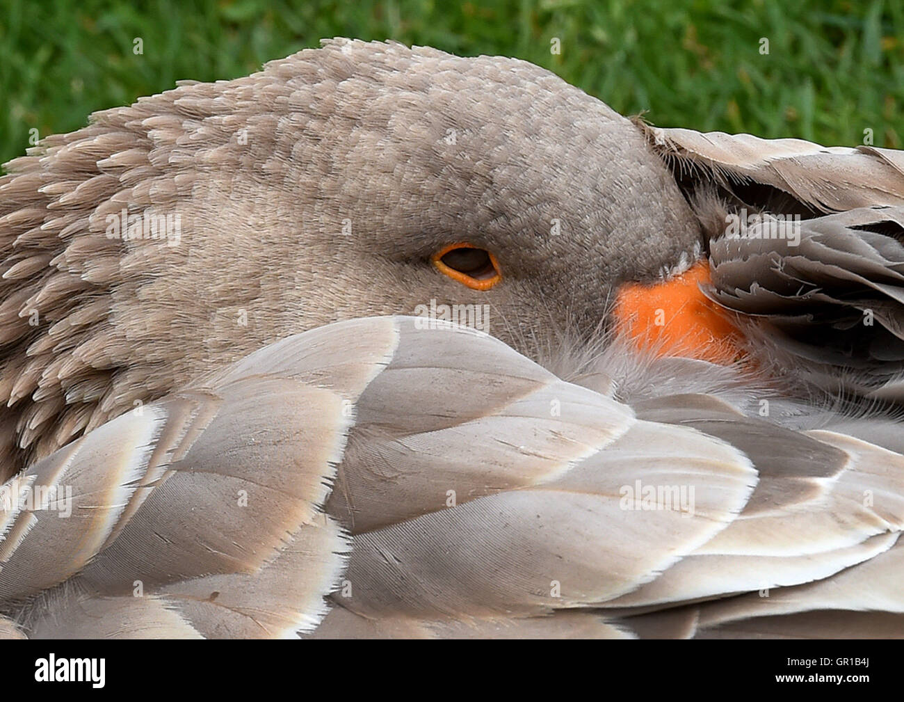 Celle goose hi-res stock photography and images - Alamy