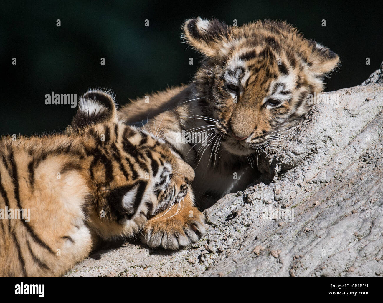 Ten week old tigers hi-res stock photography and images - Alamy