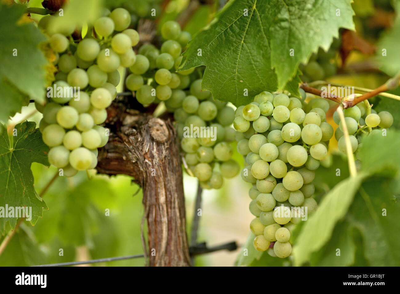 Grapes of the 'solaris' variety hang on a grapevine in Muencheroda near ...