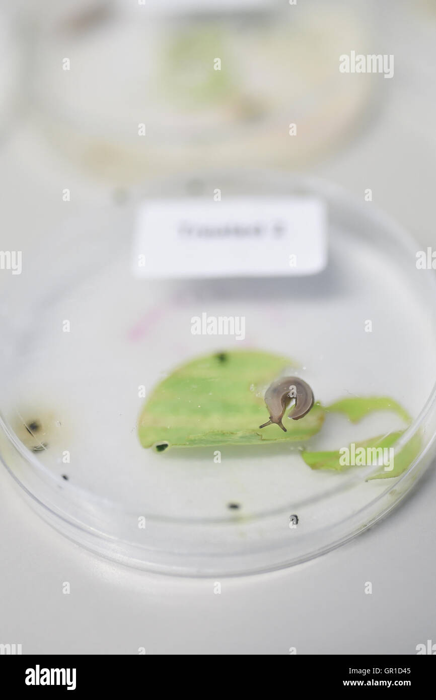 Threadworms hi-res stock photography and images - Alamy