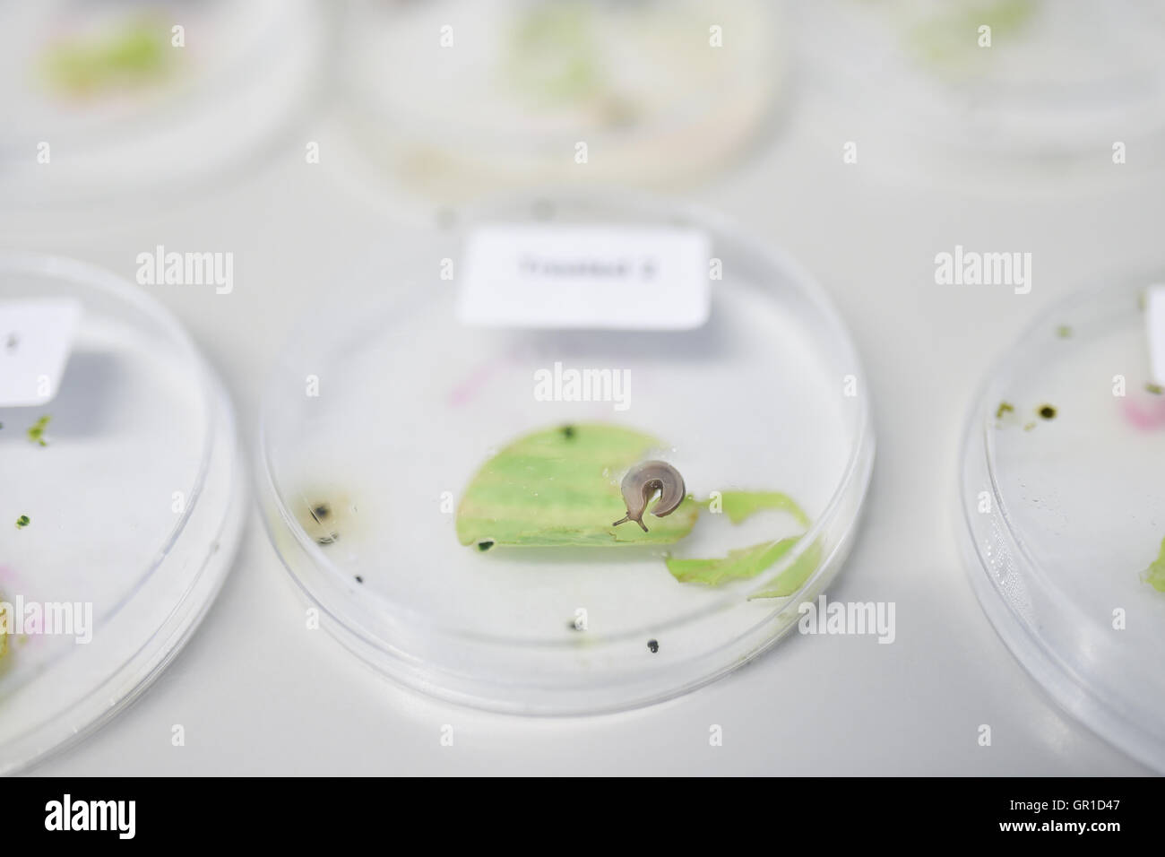 Threadworms hi-res stock photography and images - Alamy