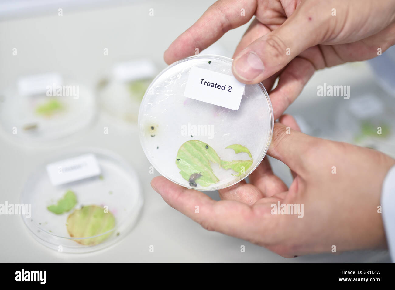 Threadworms hi-res stock photography and images - Alamy