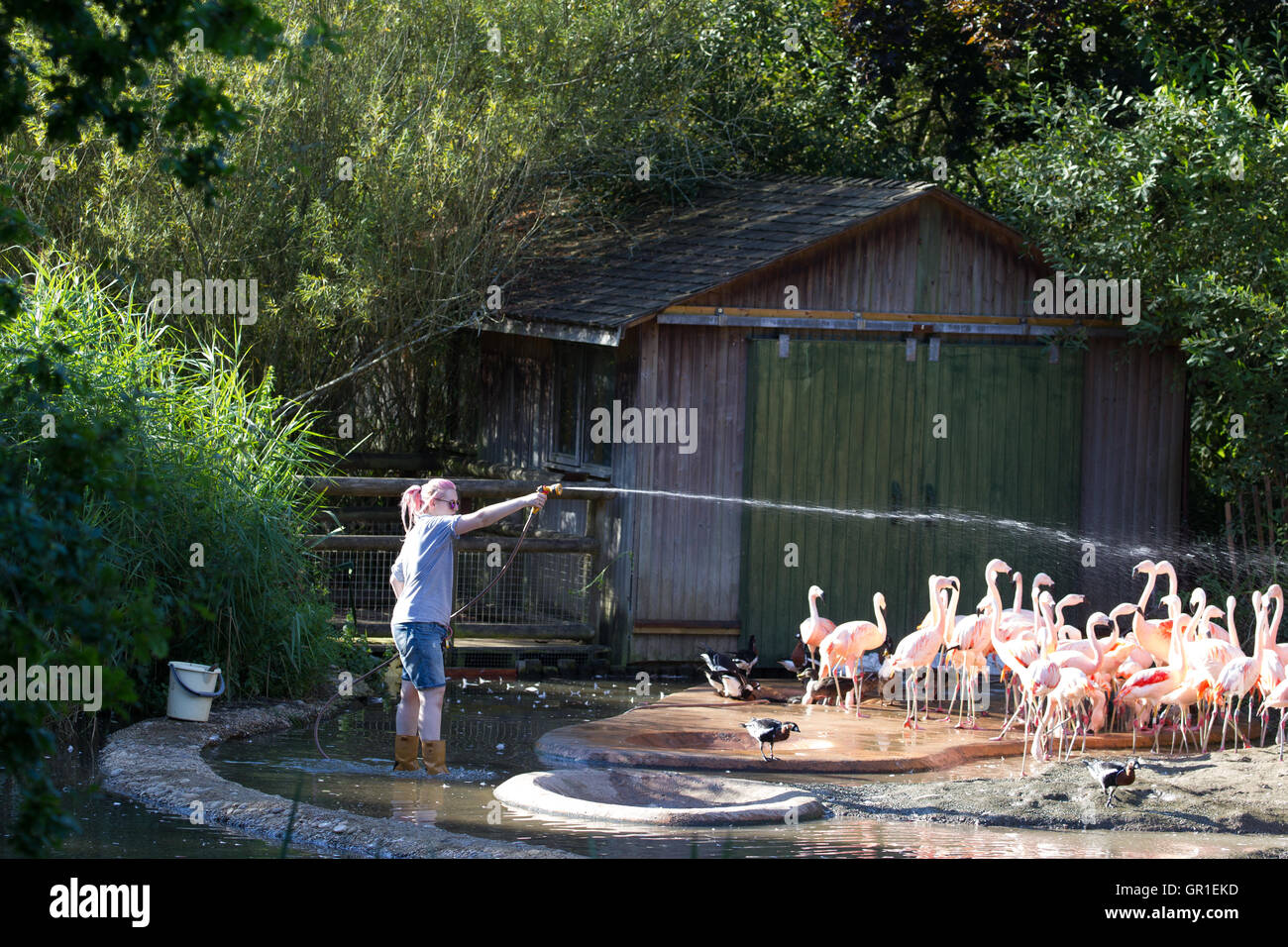 Jersey uk durrell zoo hi-res stock photography and images - Alamy