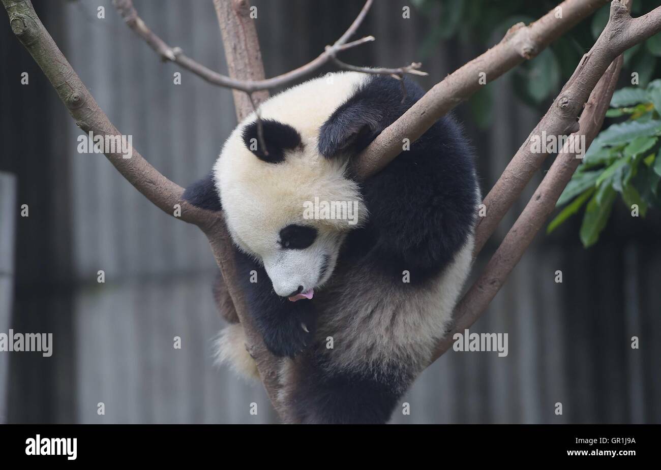 Giant panda endangered status hi-res stock photography and images - Alamy