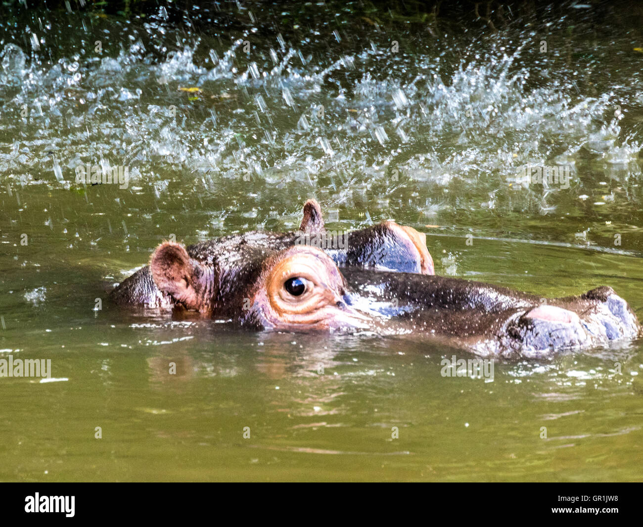 A Bull Hippo (Hippopotamus amphibius) Splashing A Warning To Rivals ...