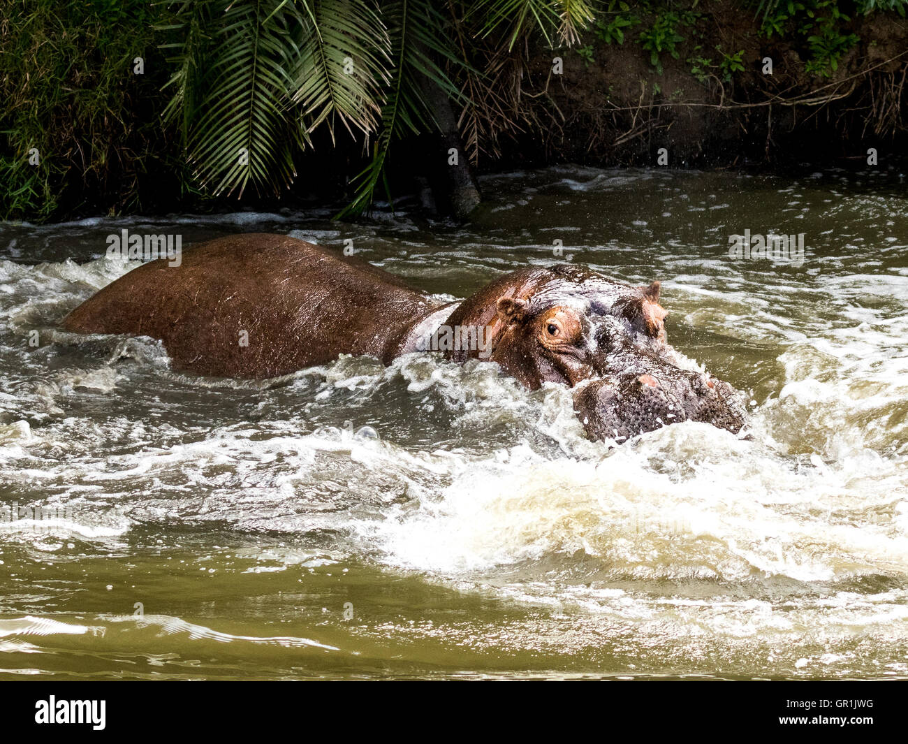Victorious Bull Hippopotamus (Hippopotamus amphibius) After Fighting ...