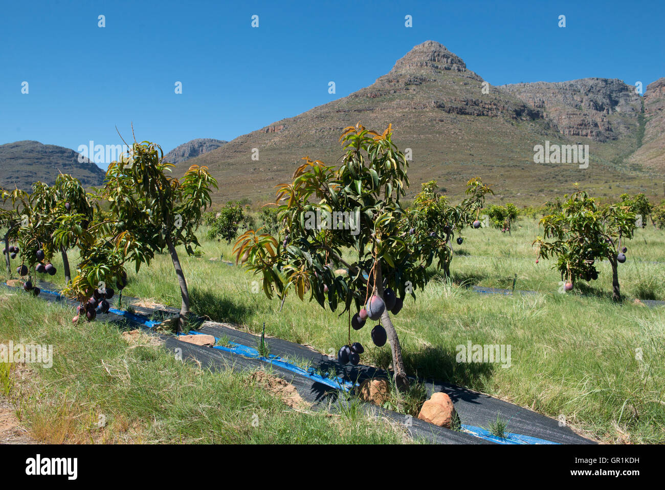 Types Of Mango Trees In South Africa at Megan Graves blog Types Of Mango Trees In South Africa at Megan Graves blog