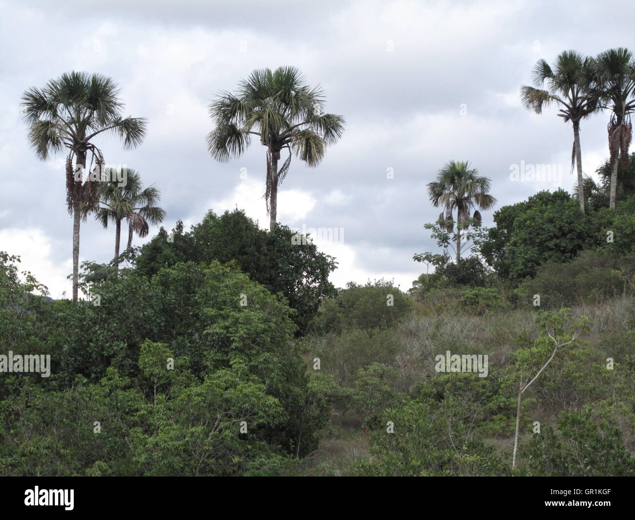 Cerrado Tropical vegetation state of Goias Brazil Stock Photo - Alamy