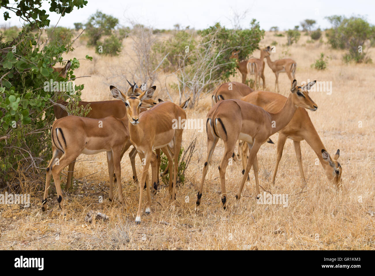 Female group herd impala hi-res stock photography and images - Alamy