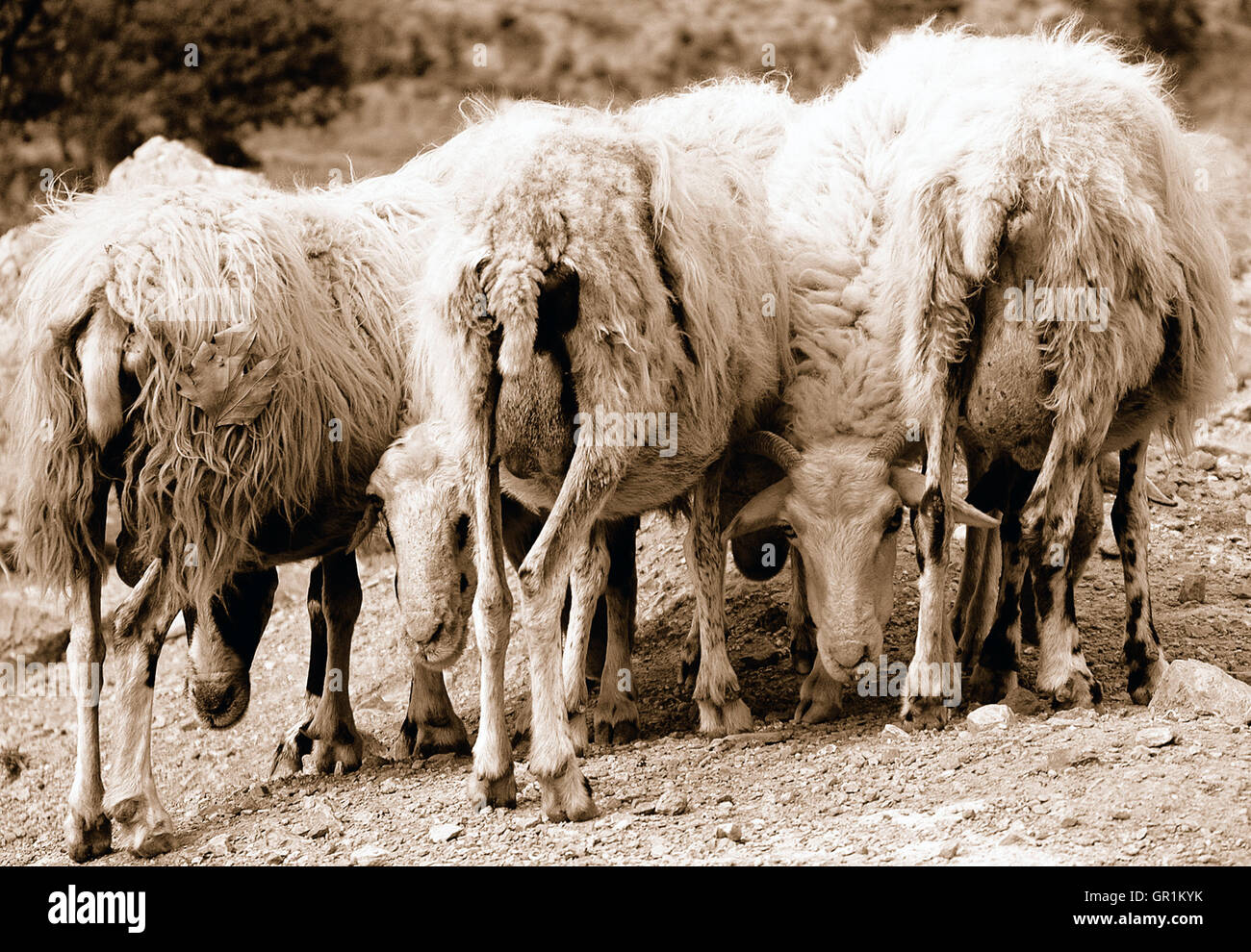 Six sheep, Crete, Greece Stock Photo - Alamy