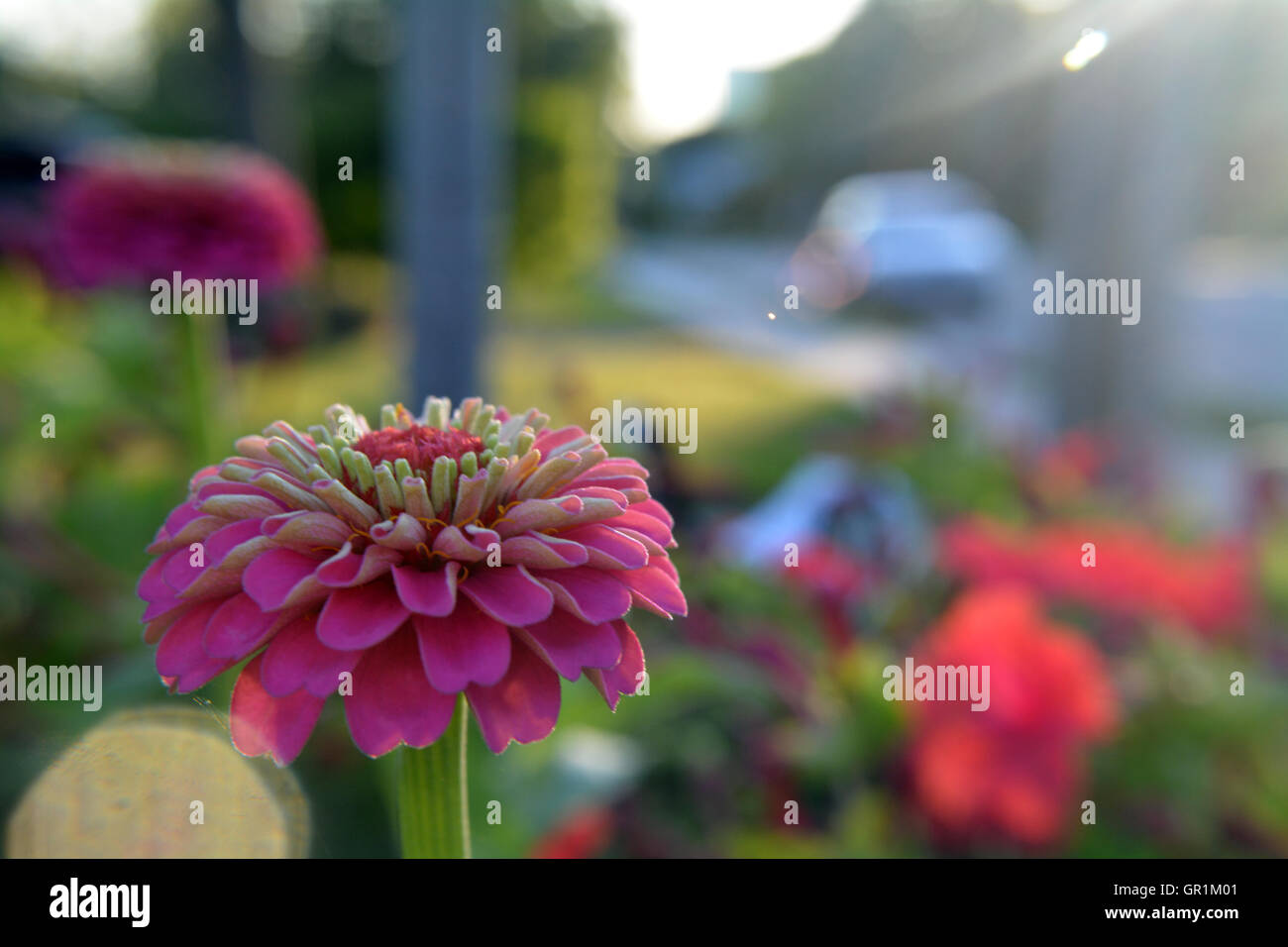 Beautiful flower in sunlight hi-res stock photography and images - Alamy