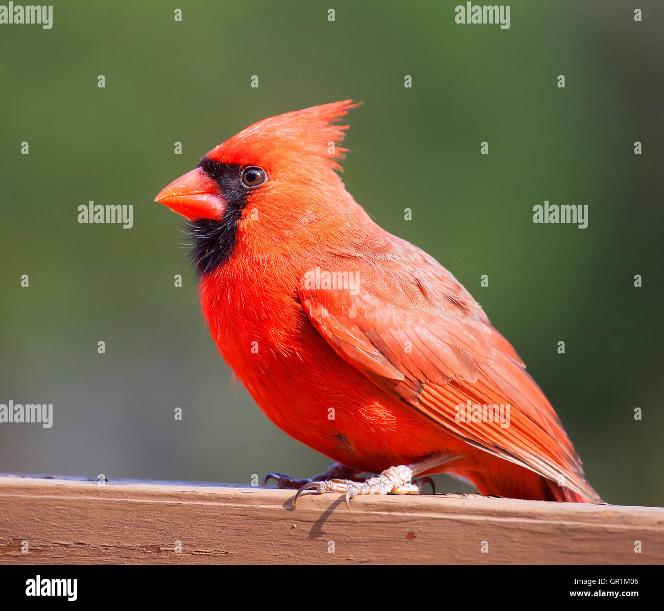 Cardinal red beak bird hi-res stock photography and images - Alamy