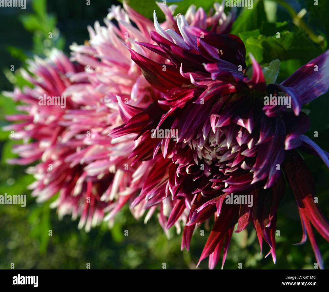 Dahlia varieties hi-res stock photography and images - Alamy