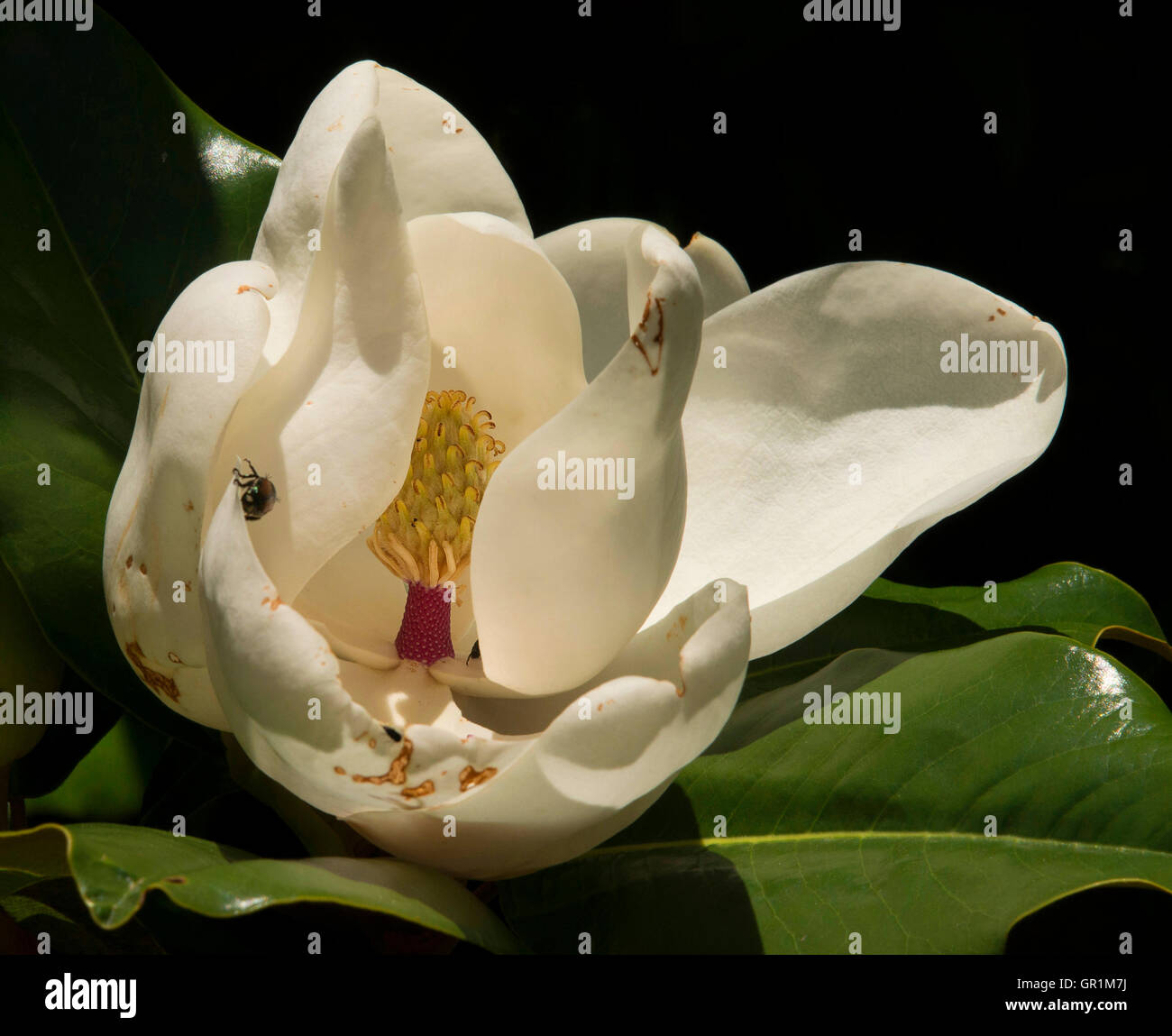 Southern magnolia tree hi-res stock photography and images - Alamy