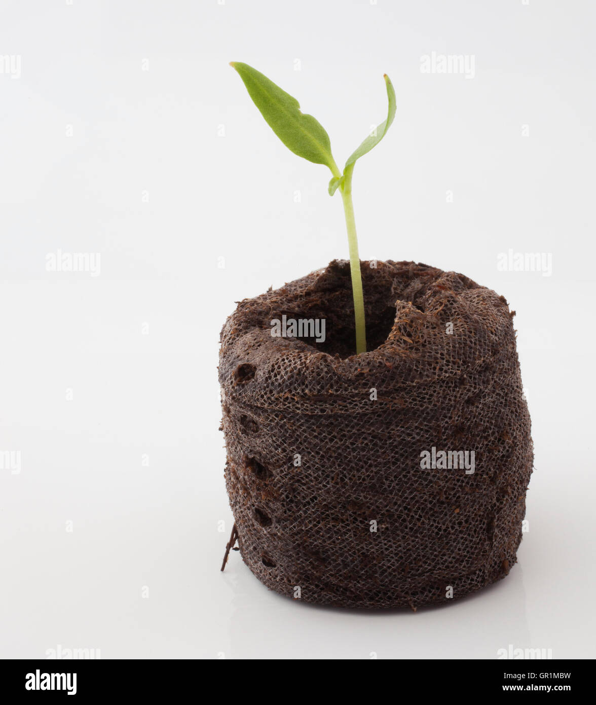 Very small green chili plant just starting to grow Stock Photo - Alamy
