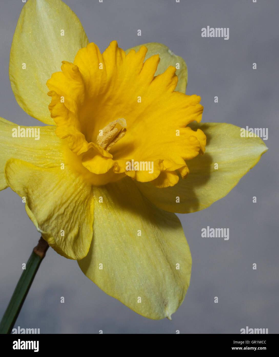 Bright yellow daffodil bloom with sky and clouds as a background Stock ...
