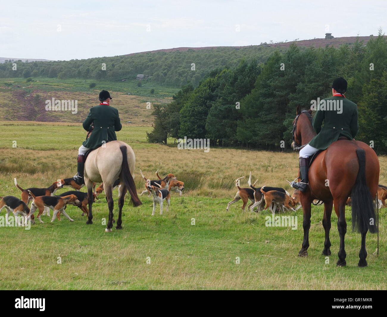 Huntsmen from the High Peak Hunt on horseback in the field with pack of ...