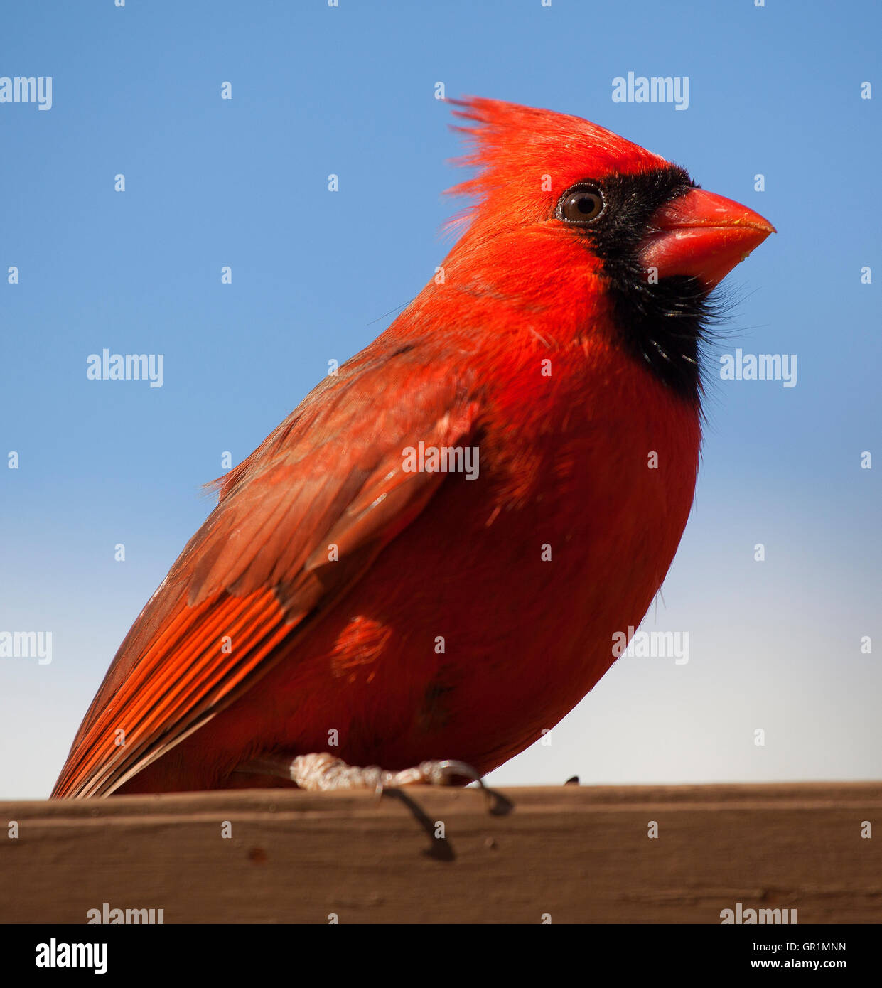 Bright red cardinal on a board on a stained brown deck with blue sky ...
